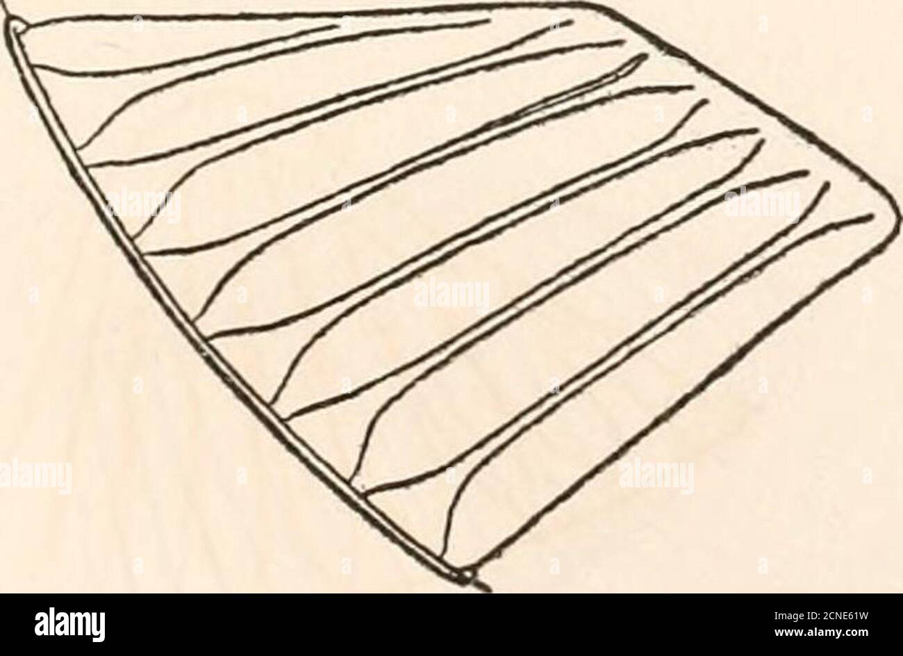 . The fundus oculi of birds, especially as viewed by the ophthalmoscope ...