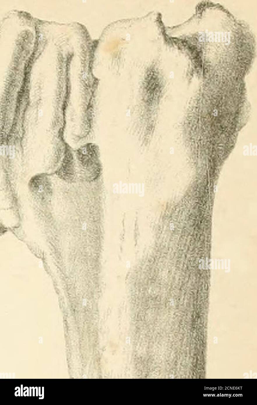 . The dodo and its kindred; or, The history, affinities, and osteology ...