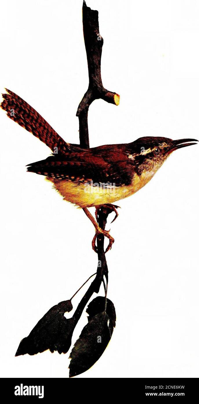 Nh state bird Cut Out Stock Images & Pictures - Alamy