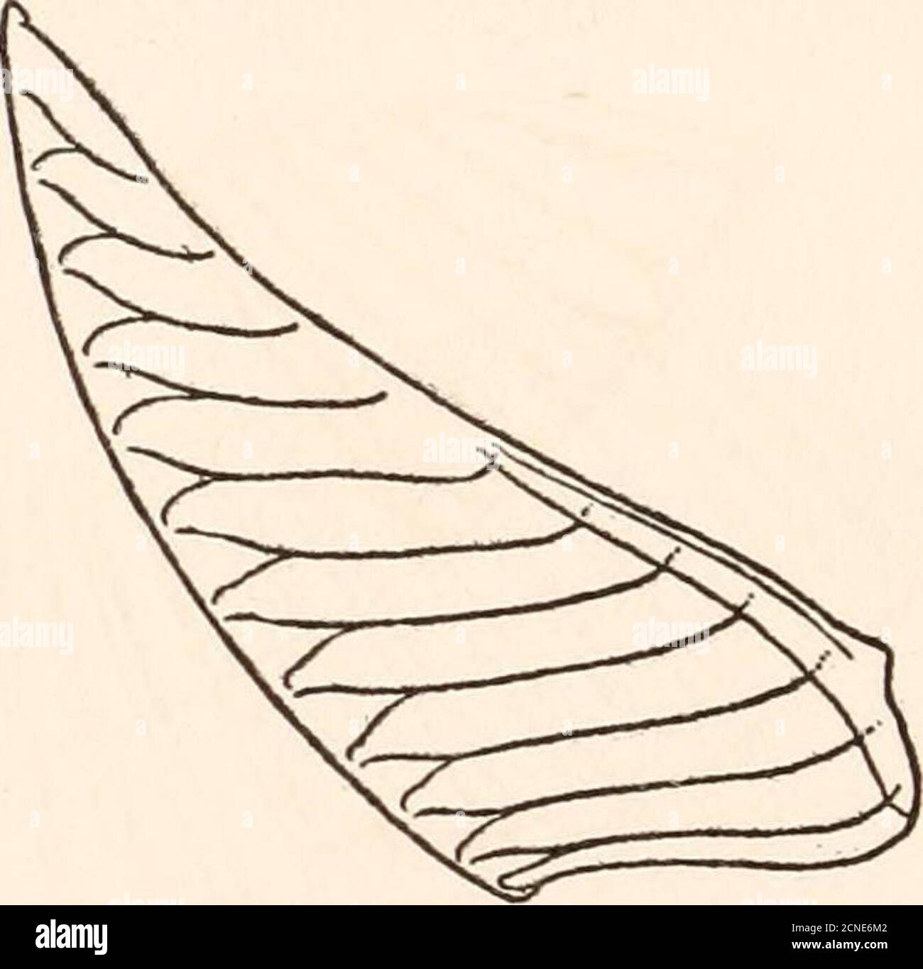. The fundus oculi of birds, especially as viewed by the ophthalmoscope ...