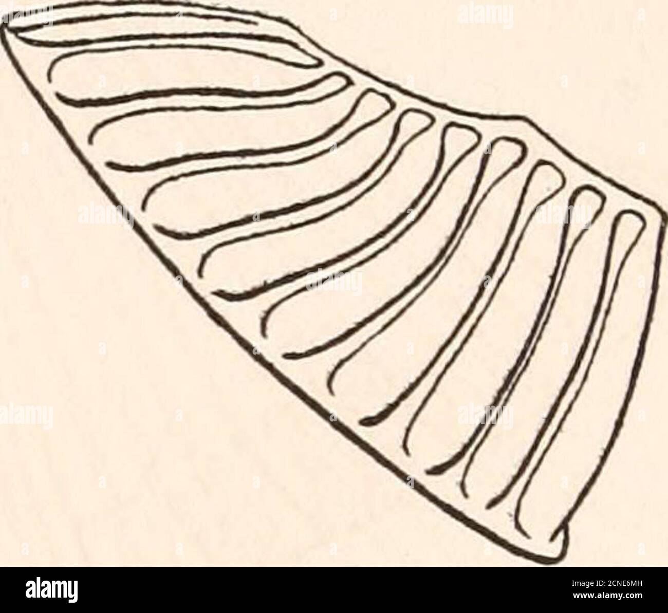 . The fundus oculi of birds, especially as viewed by the ophthalmoscope ...