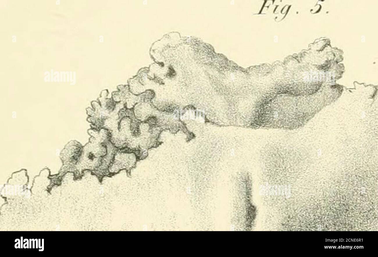 . The dodo and its kindred; or, The history, affinities, and osteology ...