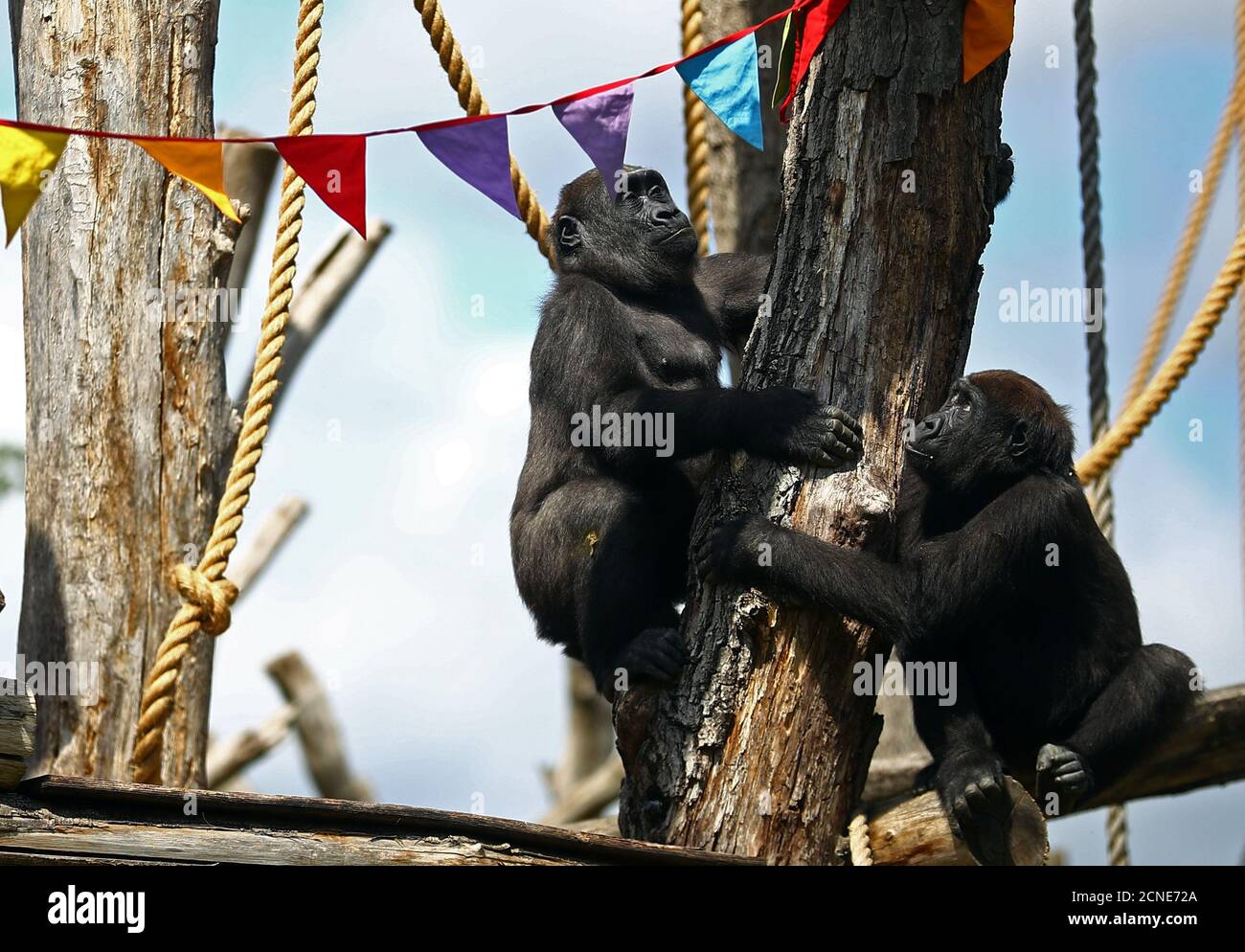 Gorillas in enclosure at zoo hi-res stock photography and images - Alamy