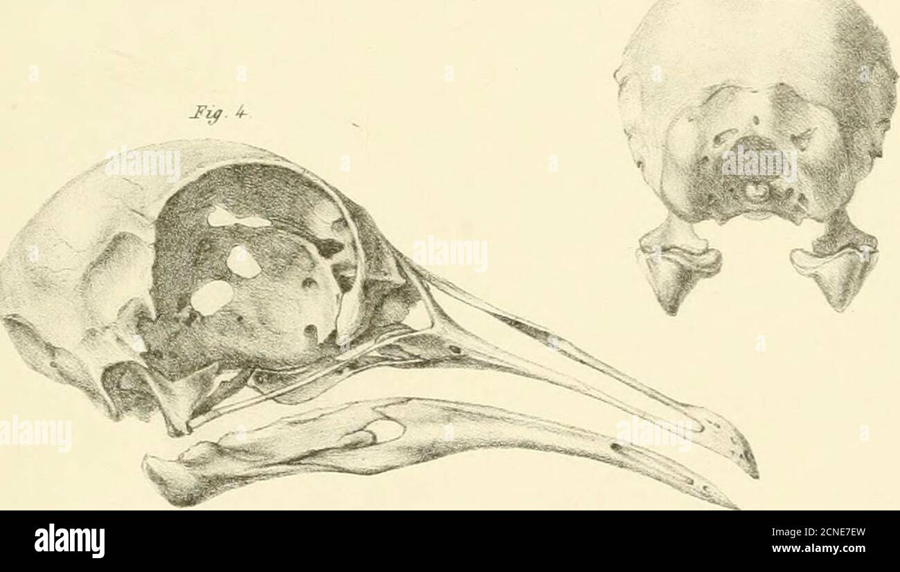 . The dodo and its kindred; or, The history, affinities, and osteology ...