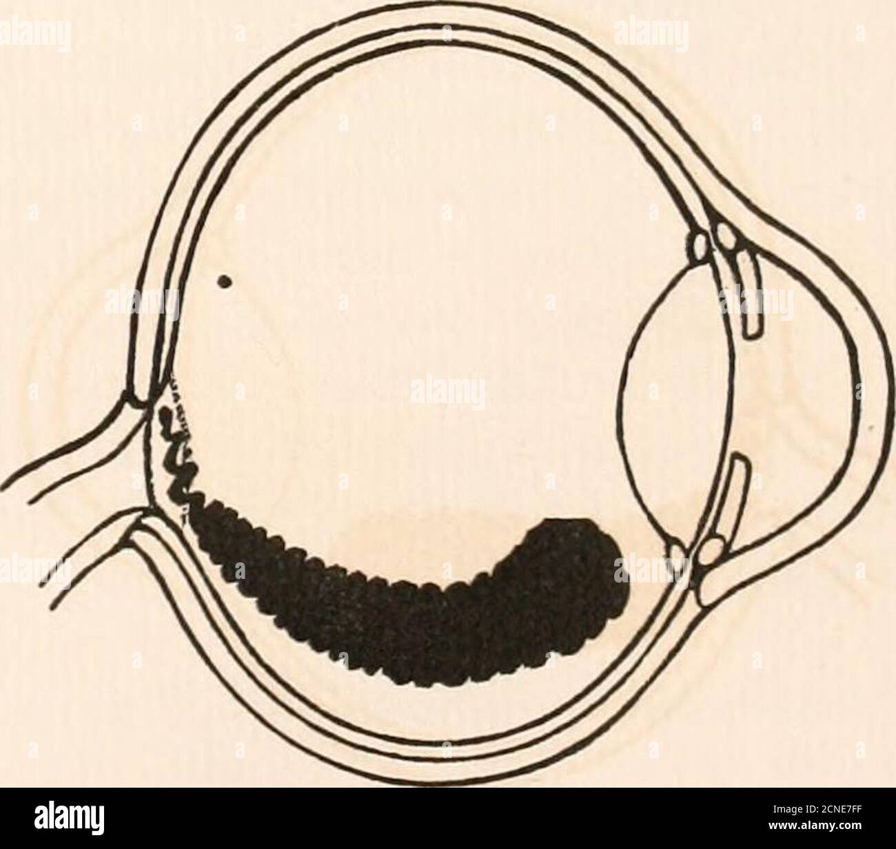 . The fundus oculi of birds, especially as viewed by the ophthalmoscope ...
