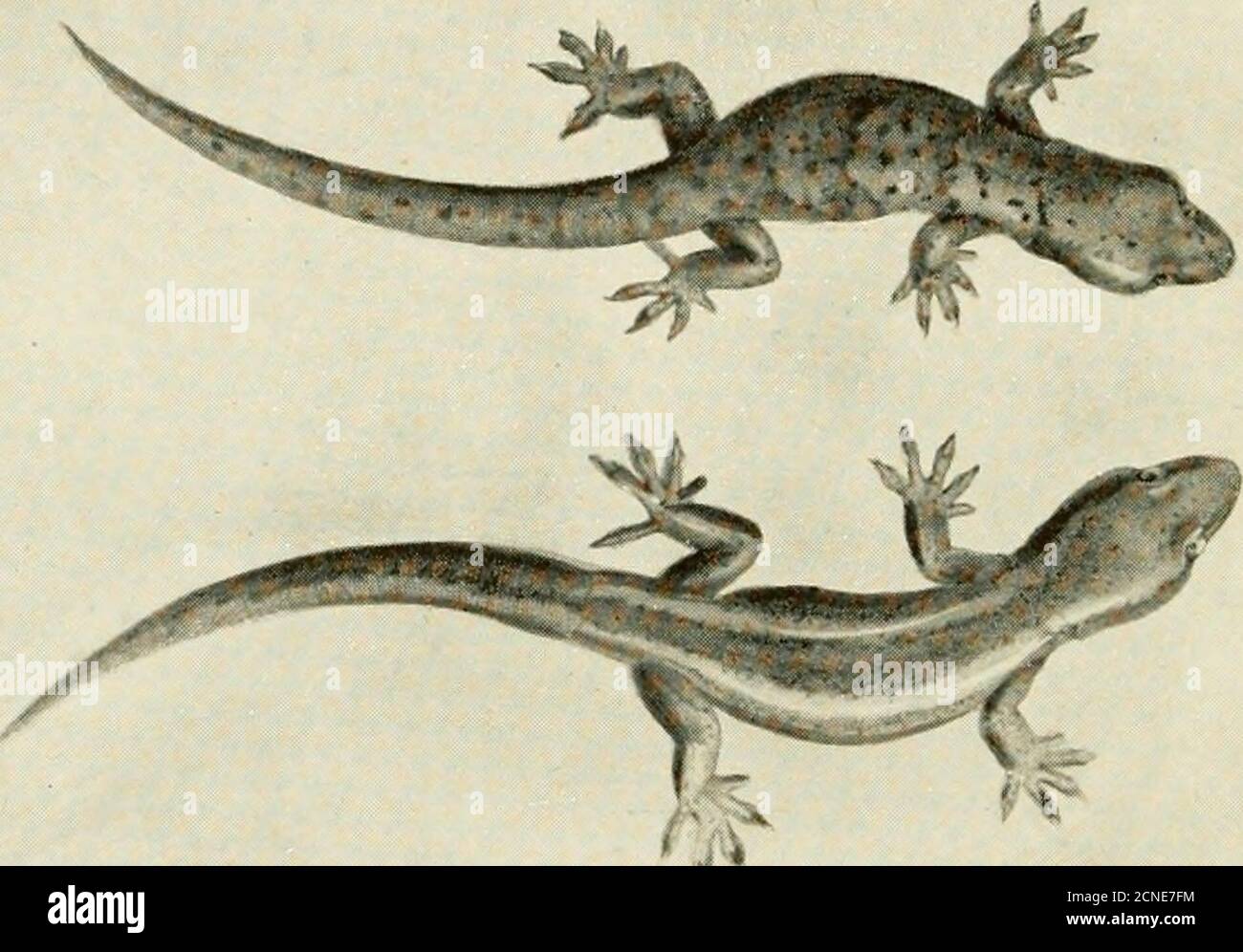 White under tail with dark spots hi-res stock photography and images ...