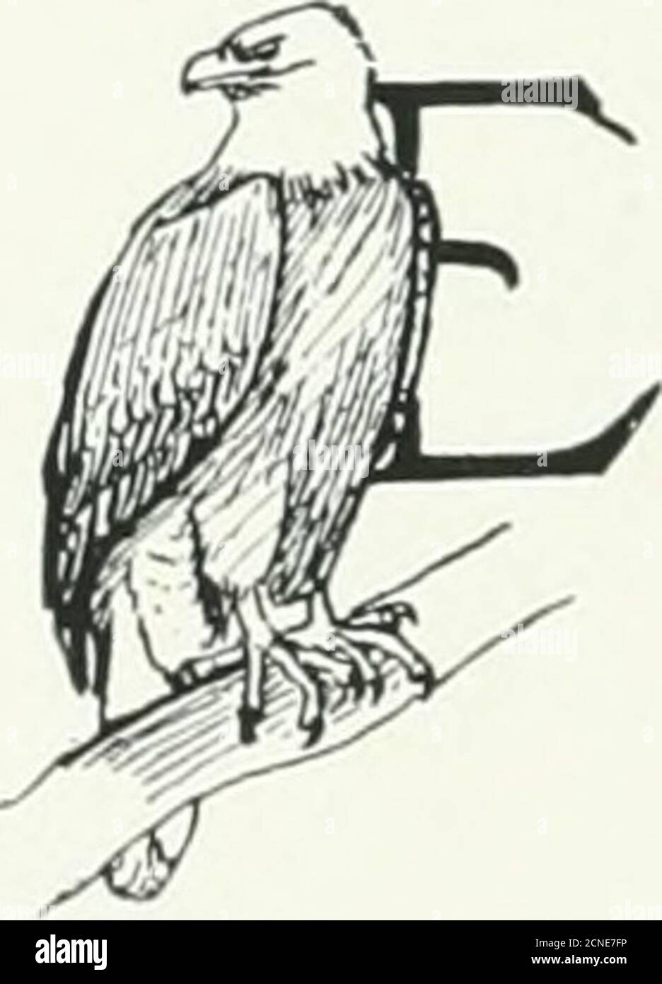 . Bird-lore . is for Dick-cisse/,and how he can. is for Eagle, whosees ...