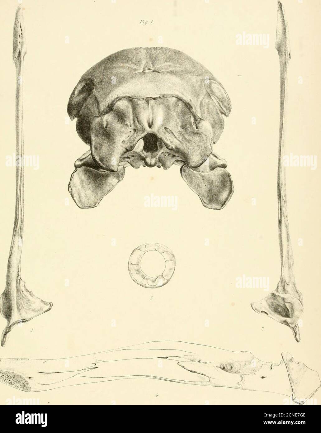 . The dodo and its kindred; or, The history, affinities, and osteology ...