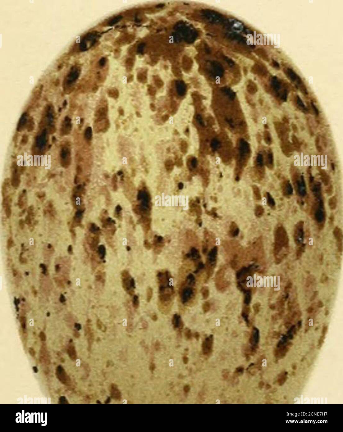 . Coloured figures of the eggs of British birds : with descriptive ...