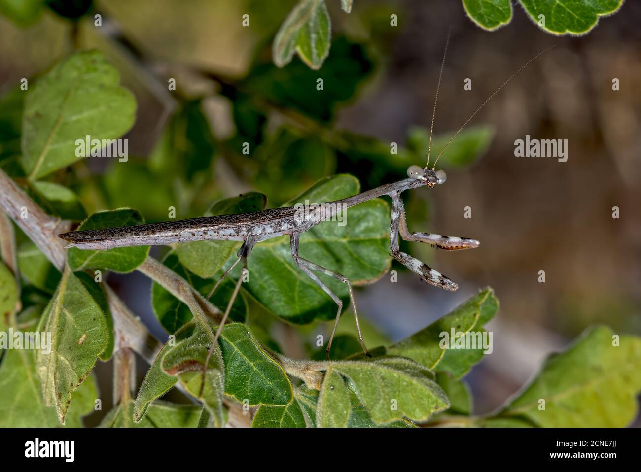 Grey mantis hi-res stock photography and images - Alamy