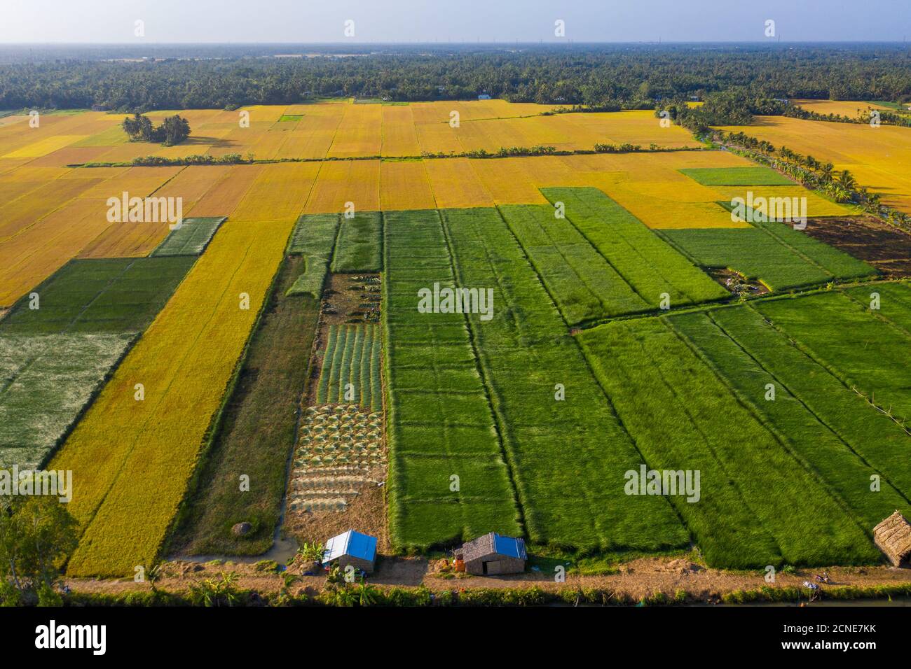 The farmers who grow and harvest sedge in Vung Liem, Vinh Long, Vietnam ...