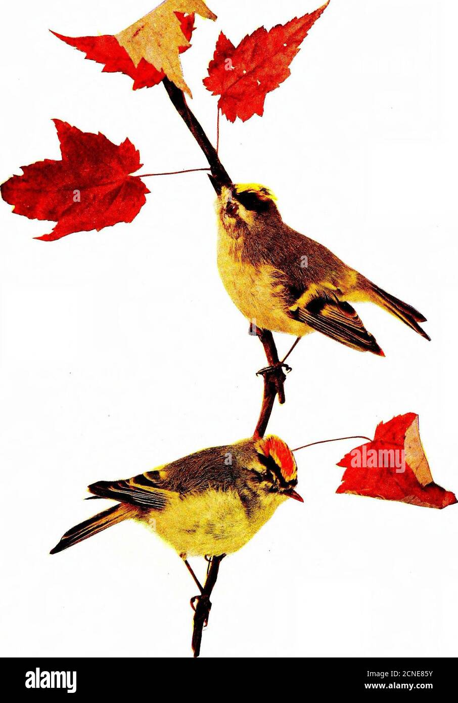Interrupted birds Cut Out Stock Images & Pictures - Alamy