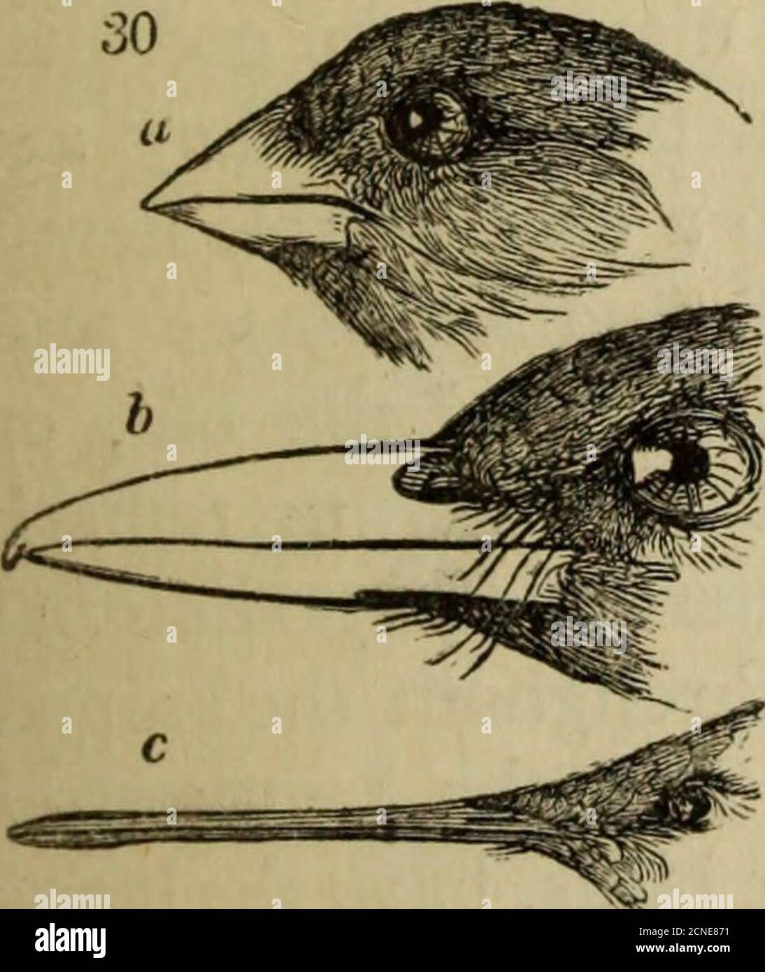 Classification Of Birds
