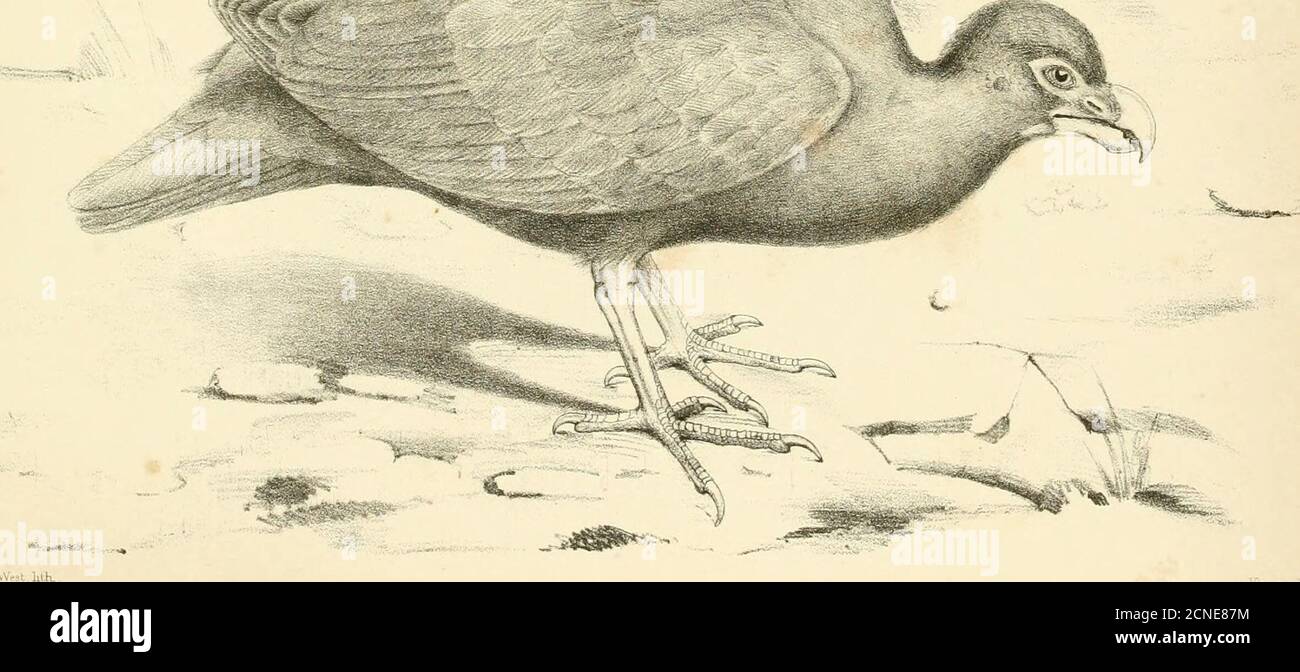 . The dodo and its kindred; or, The history, affinities, and osteology ...