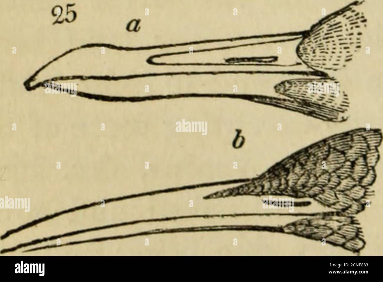 . On the natural history and classification of birds . the extreme ...