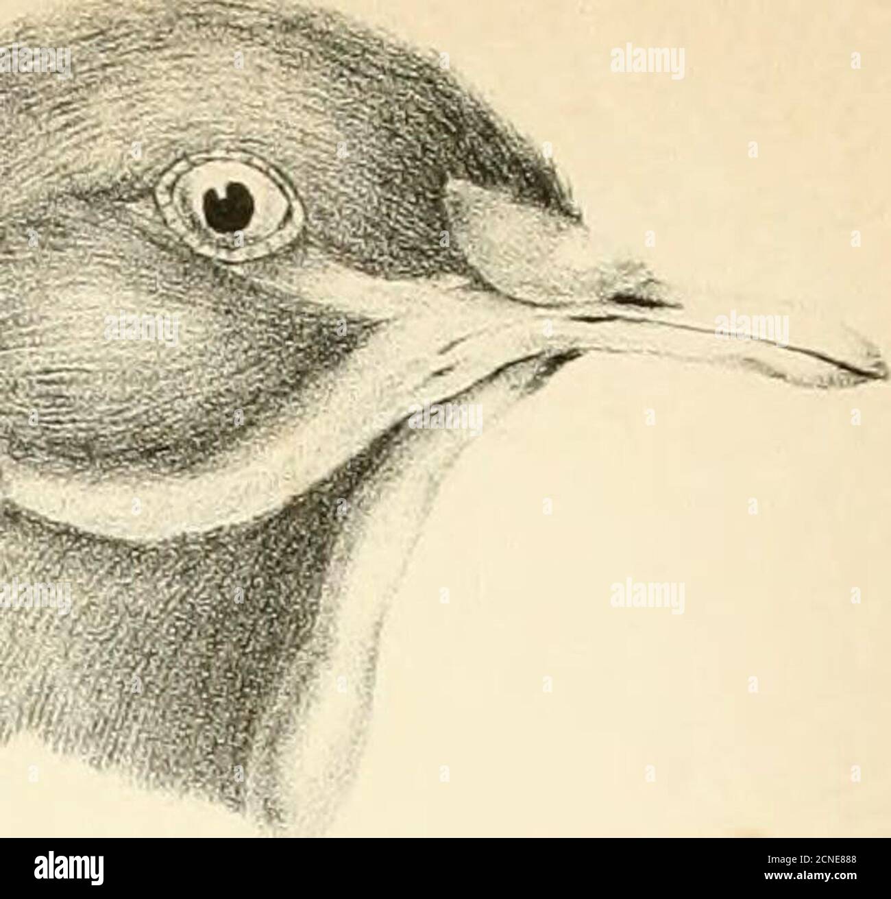 . The dodo and its kindred; or, The history, affinities, and osteology ...