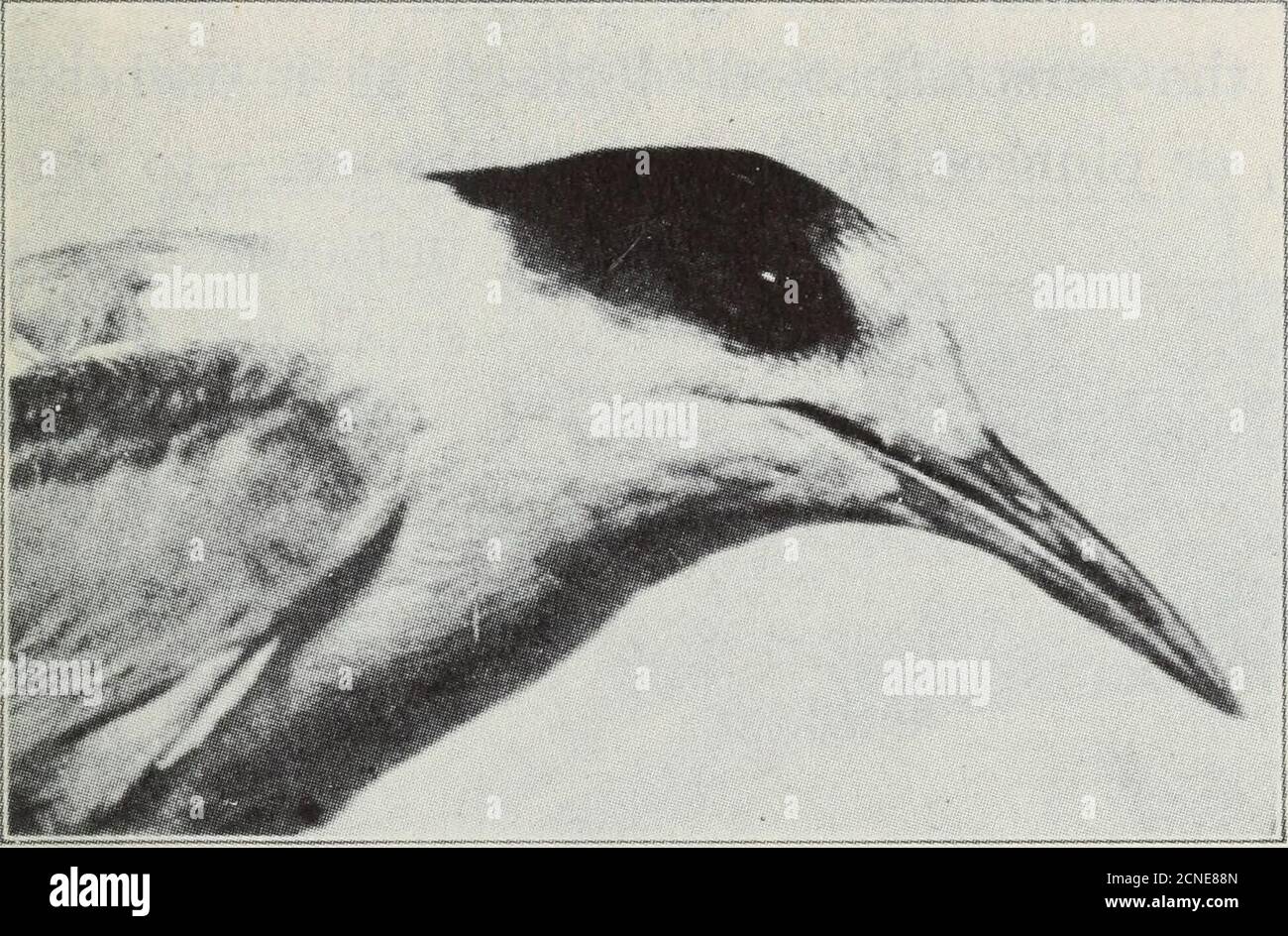 . The bird, its form and function . Fig. 168.—Brown Pelican catching ...