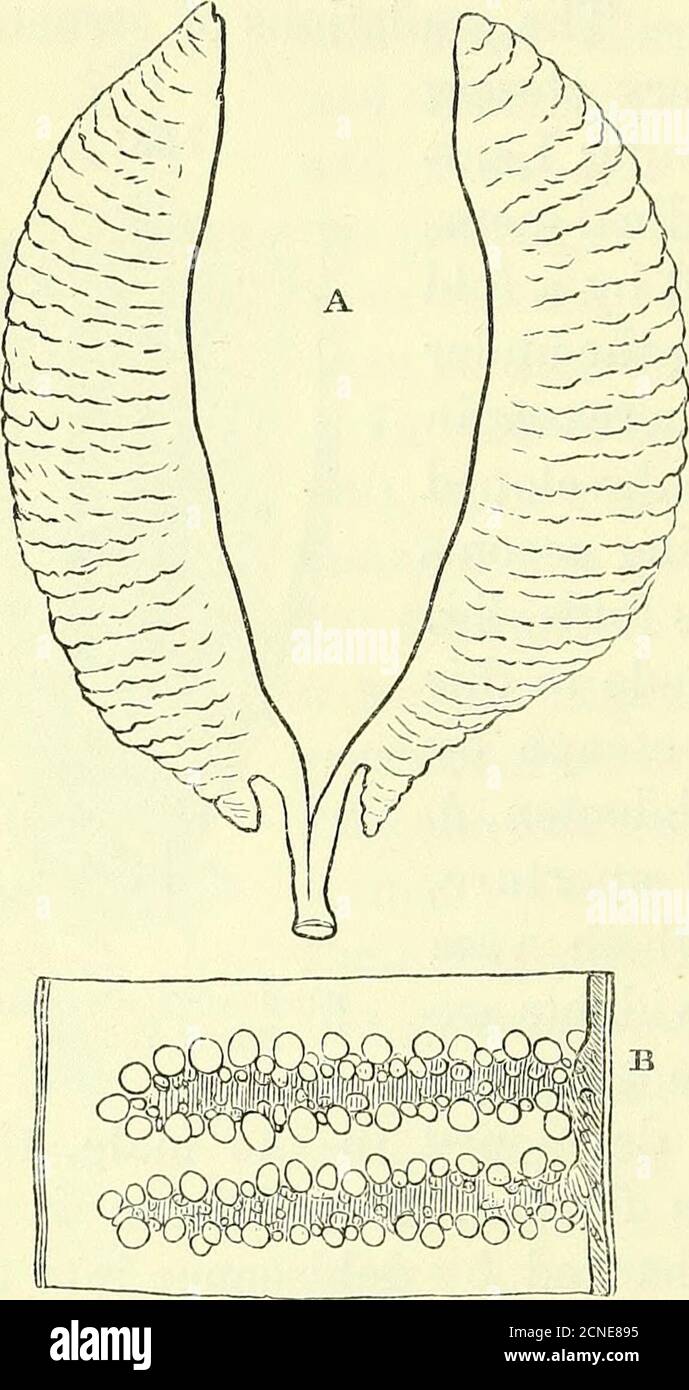 Longitudinal strip hi-res stock photography and images - Alamy