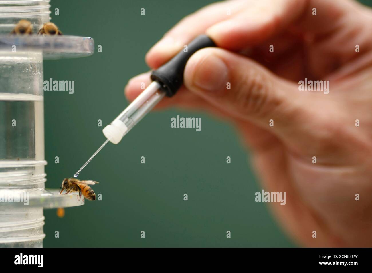 Australian scientist hi-res stock photography and images - Alamy
