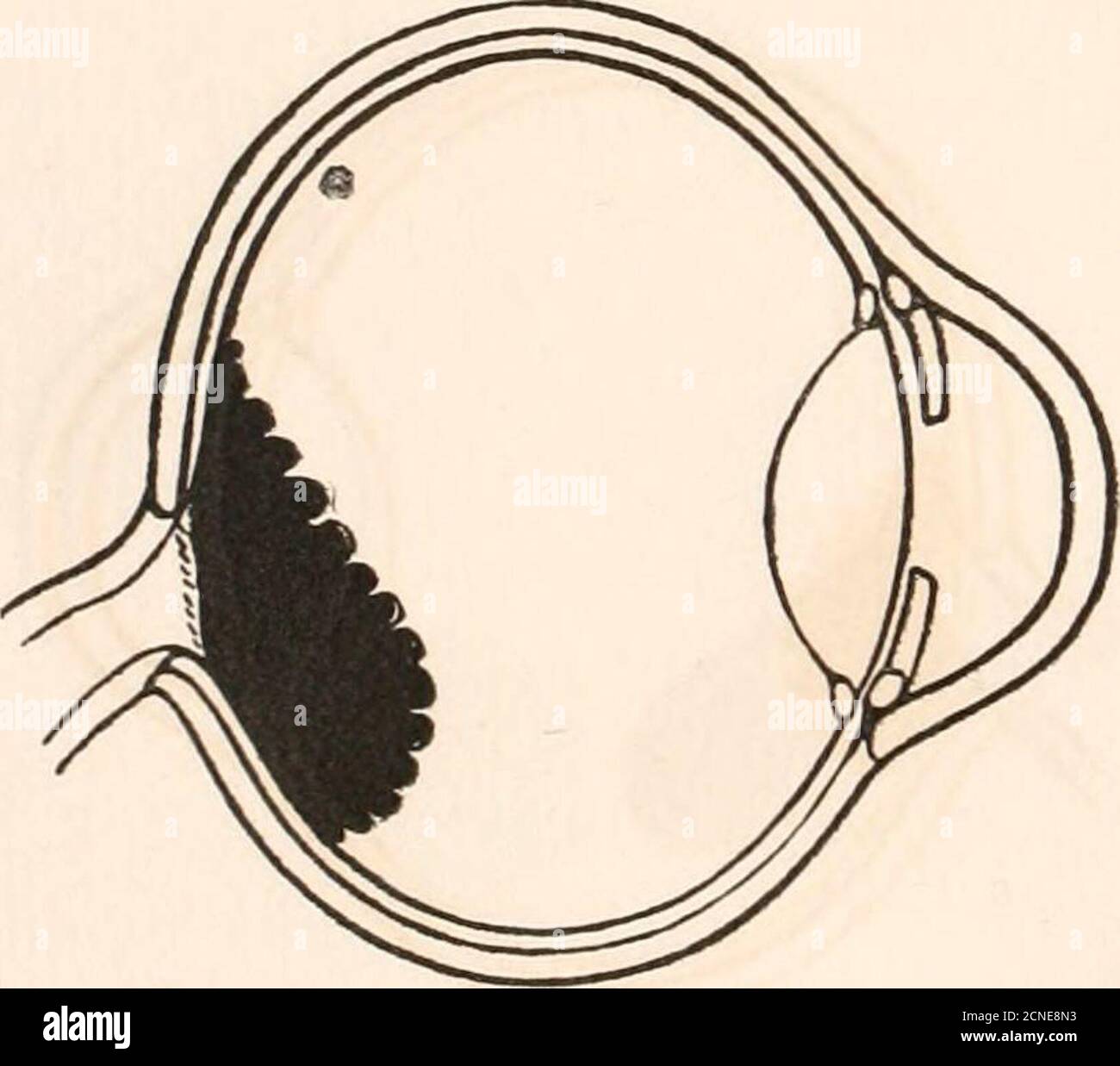 Bird anatomy study hi-res stock photography and images - Alamy