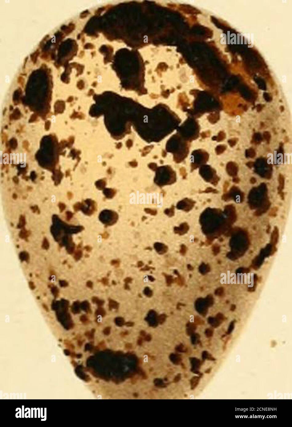 . Coloured figures of the eggs of British birds : with descriptive ...