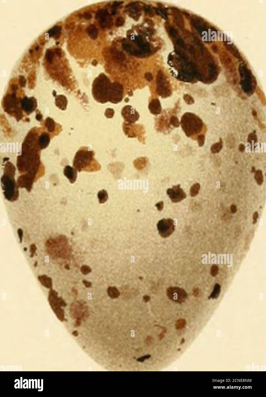 . Coloured figures of the eggs of British birds : with descriptive ...