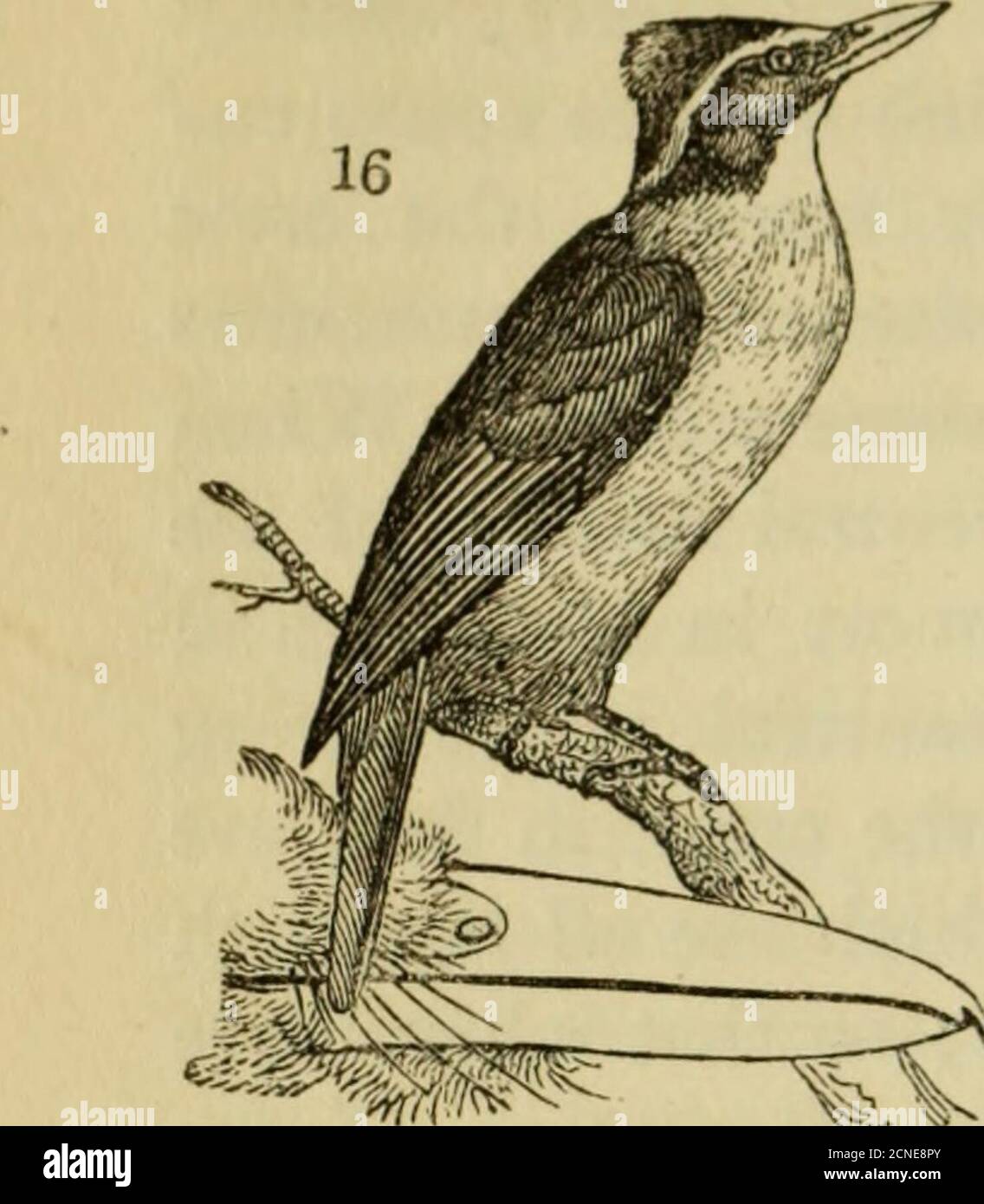 . On the natural history and classification of birds . different races ...
