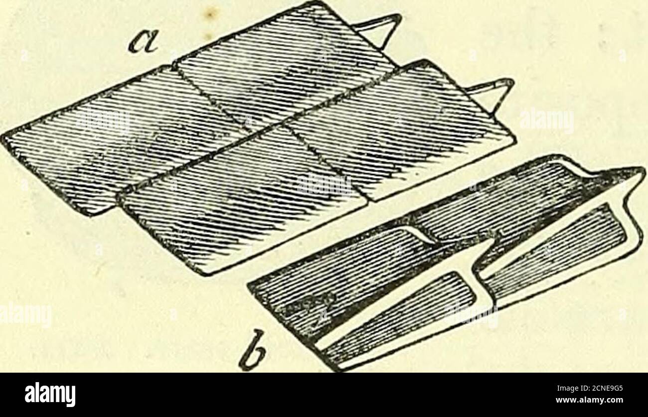 . On the anatomy of vertebrates [electronic resource] . Ctenoid scale ...