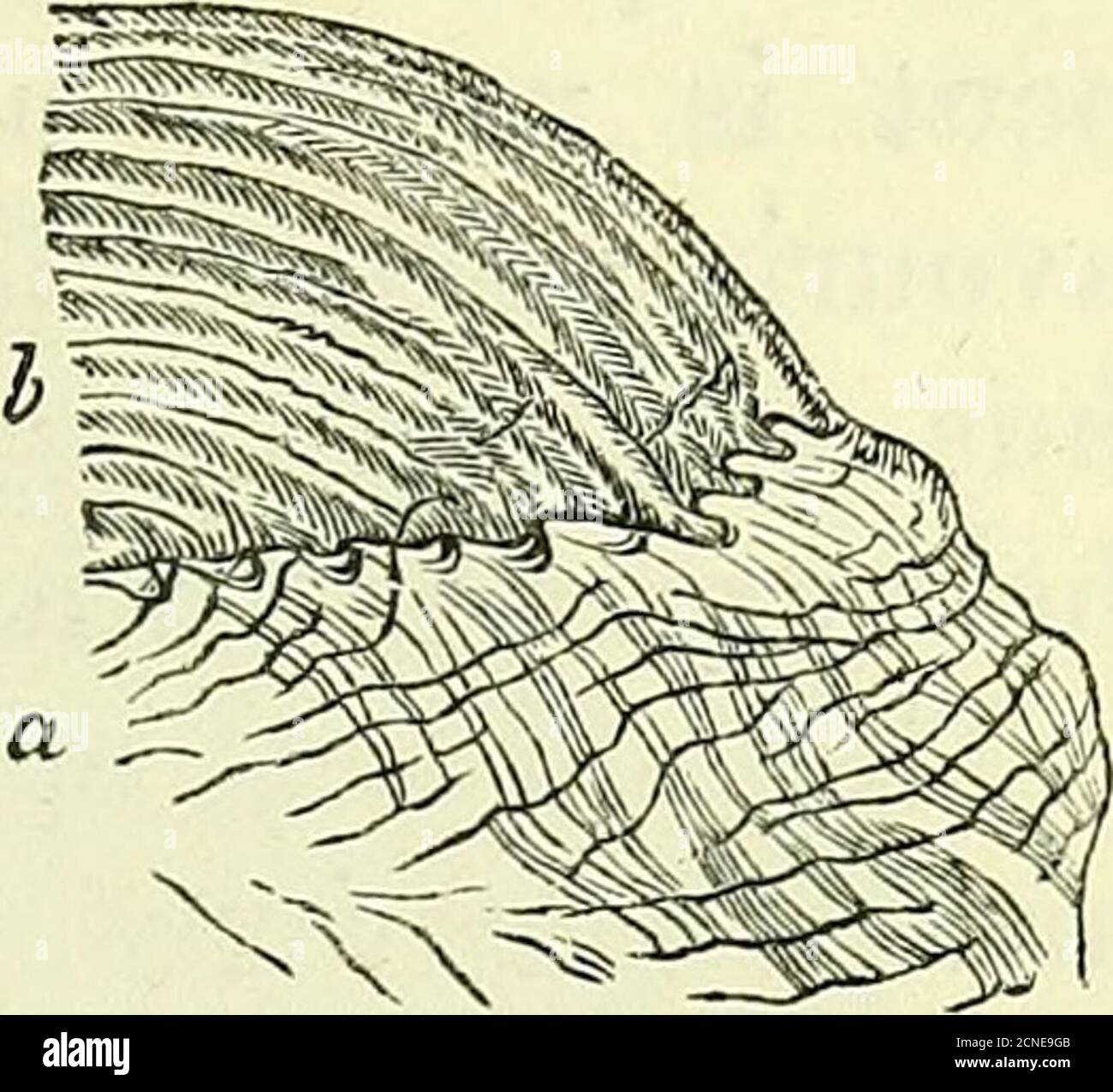 Dermoskeleton hi-res stock photography and images - Alamy