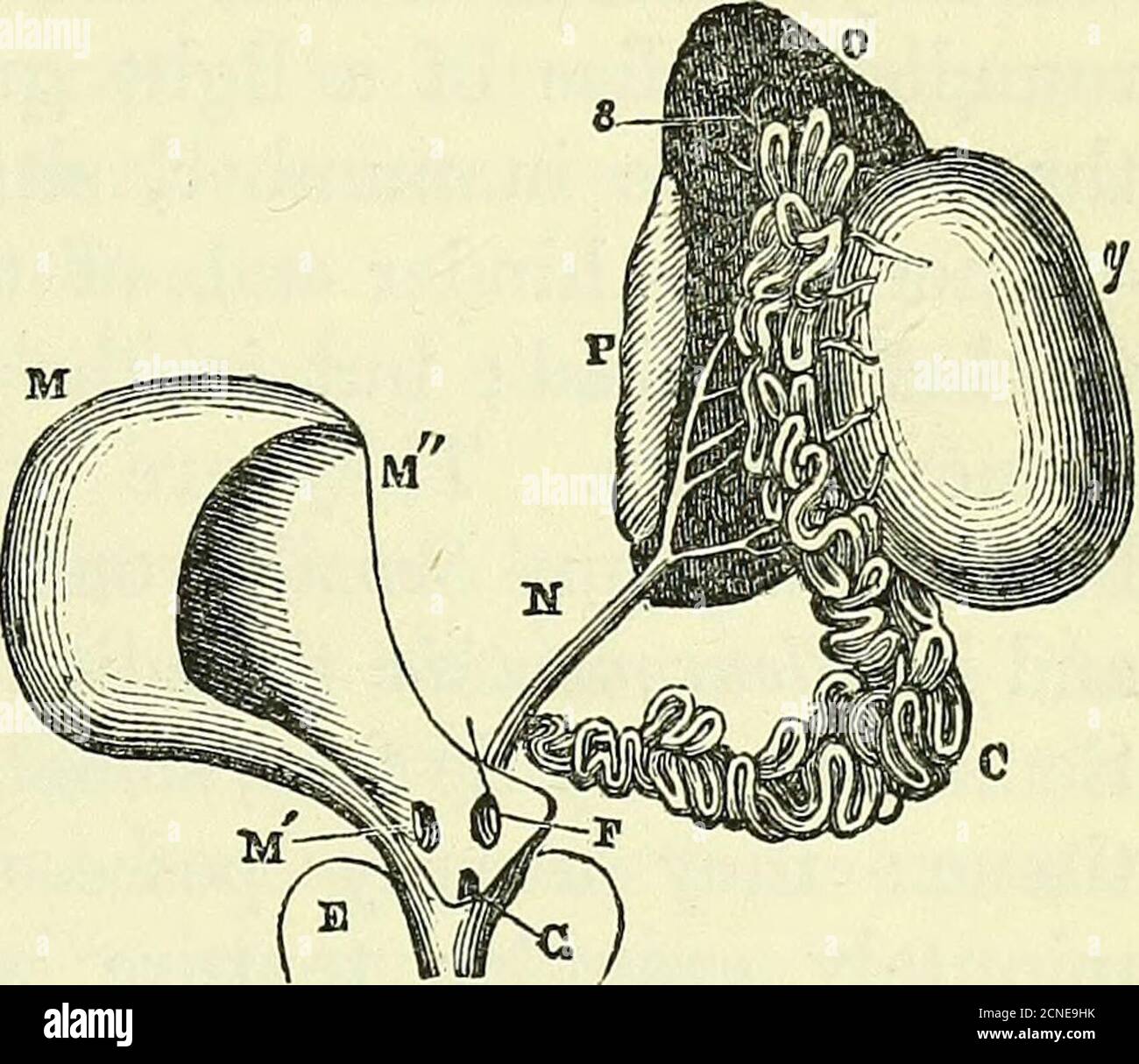 Urinary bladders hi-res stock photography and images - Alamy