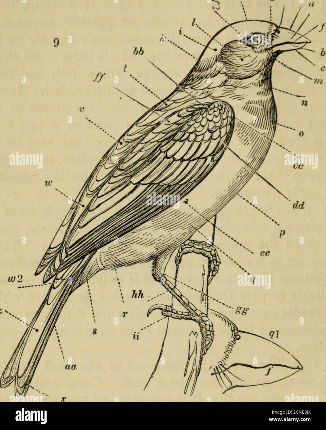 . On the natural history and classification of birds . ood by ...