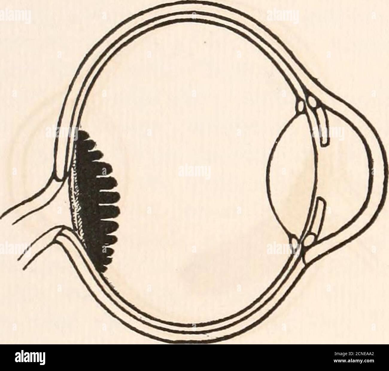 . The fundus oculi of birds, especially as viewed by the ophthalmoscope ...