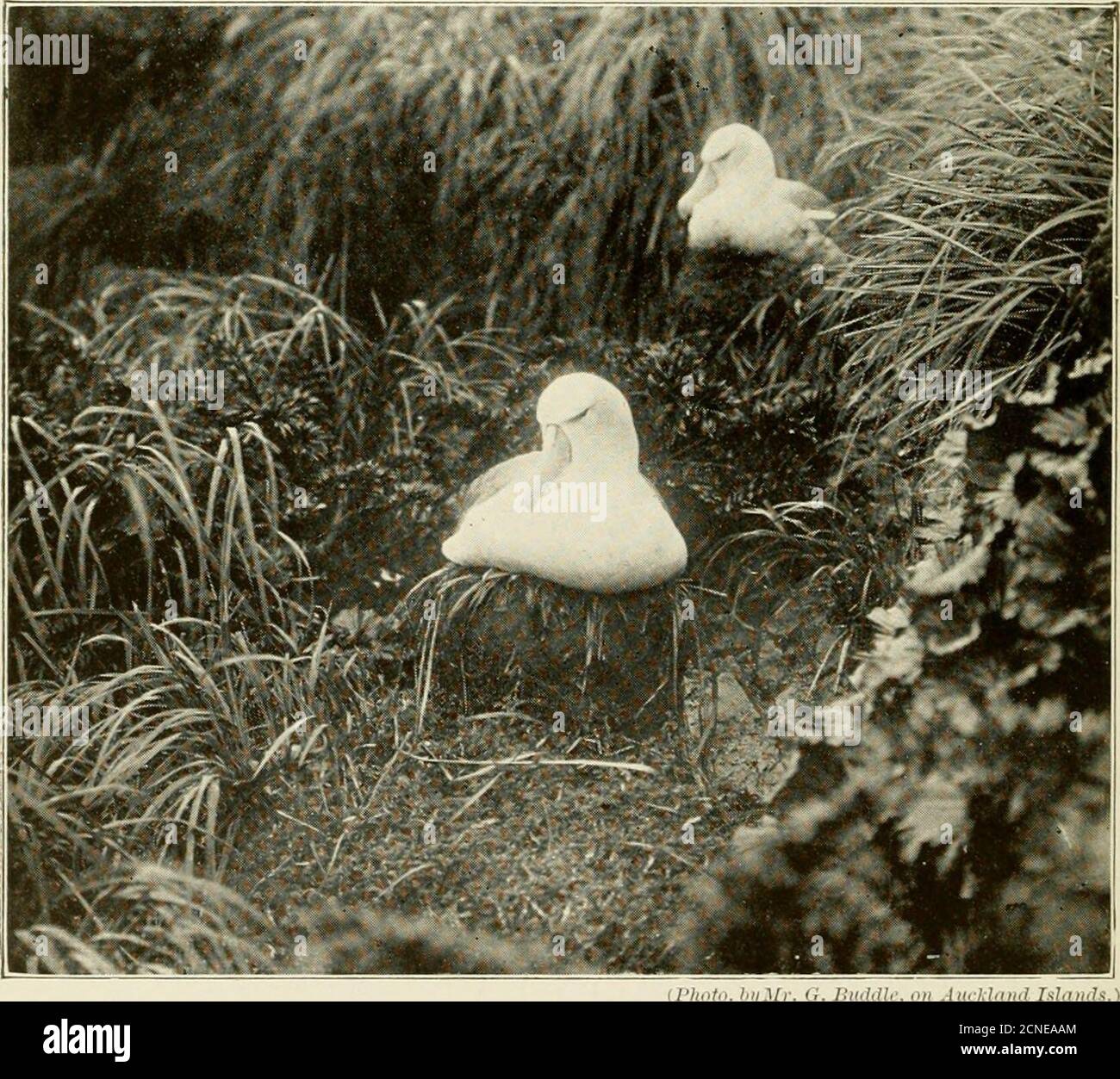 . The animals of New Zealand; an account of the dominion's air ...