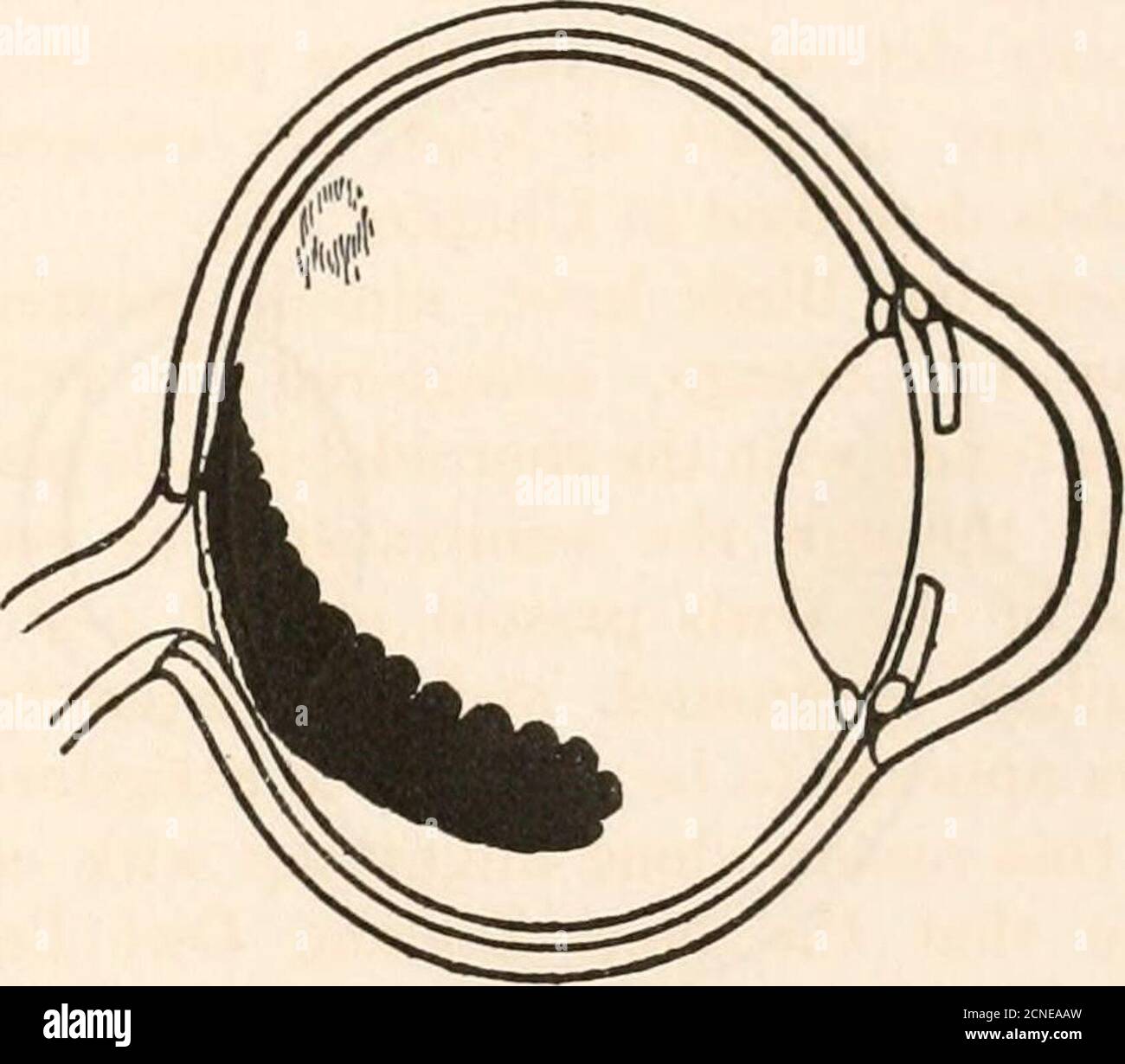 . The fundus oculi of birds, especially as viewed by the ophthalmoscope ...