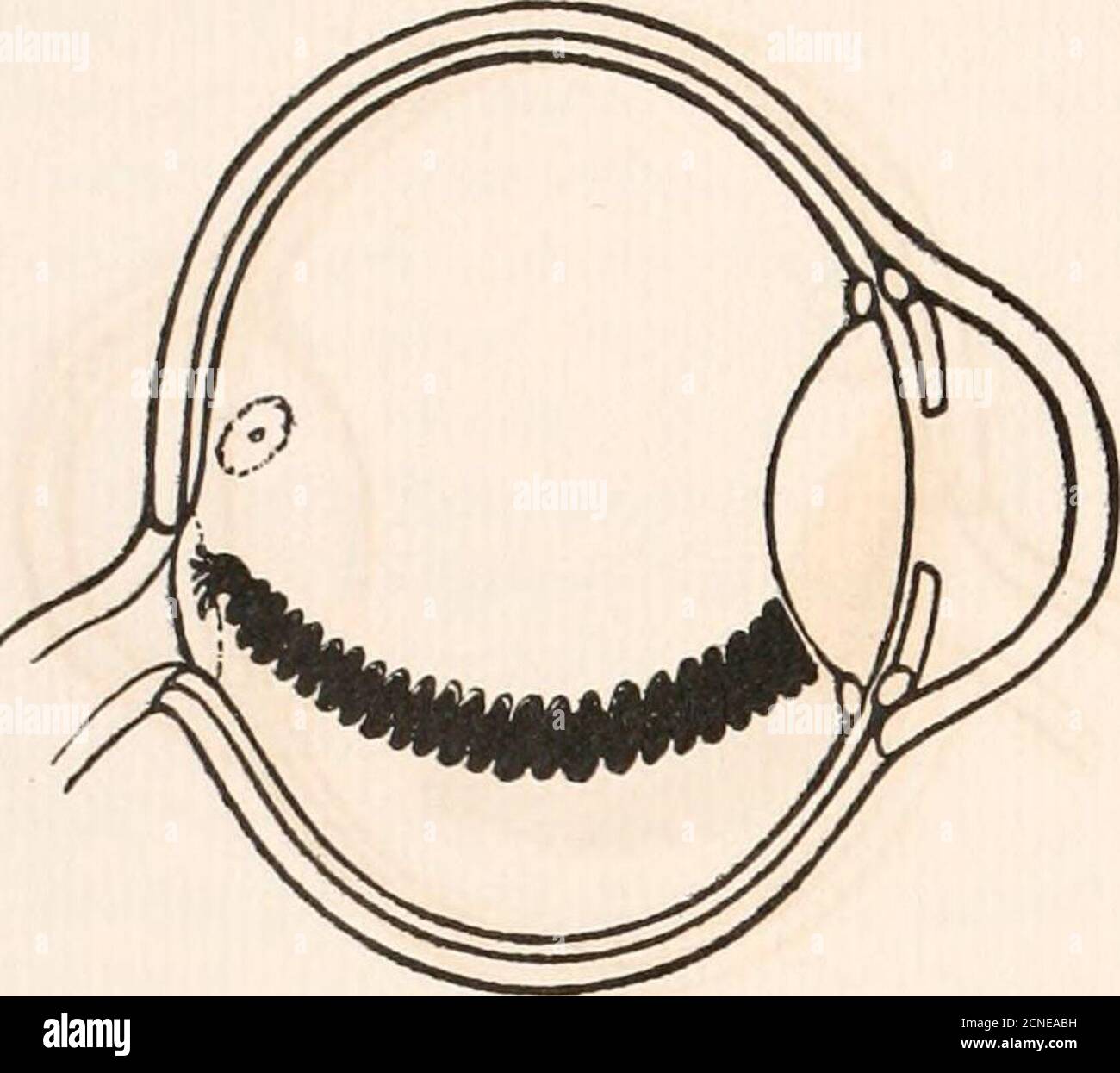 . The fundus oculi of birds, especially as viewed by the ophthalmoscope ...