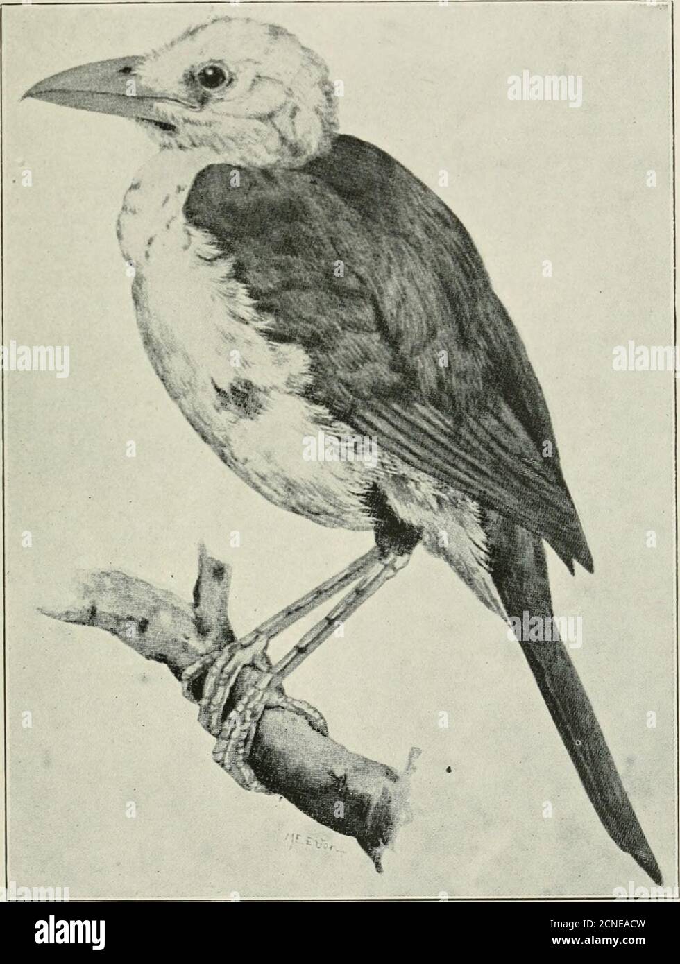 Three jays hi-res stock photography and images - Alamy