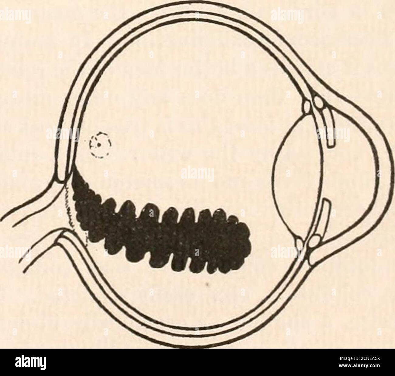 . The fundus oculi of birds, especially as viewed by the ophthalmoscope ...