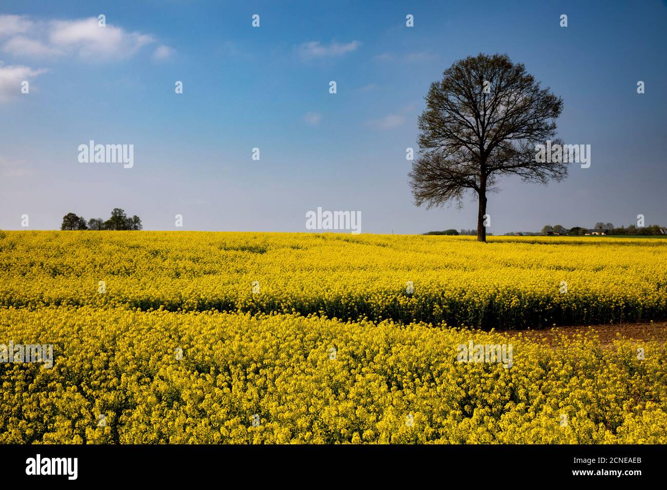 Rapeseed field hi-res stock photography and images - Alamy