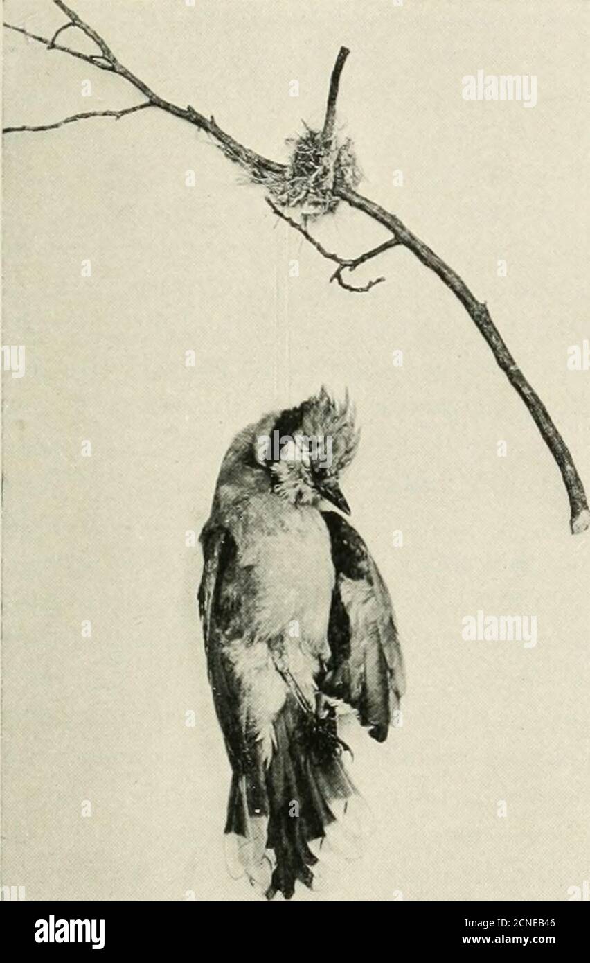 Tragedy Bird