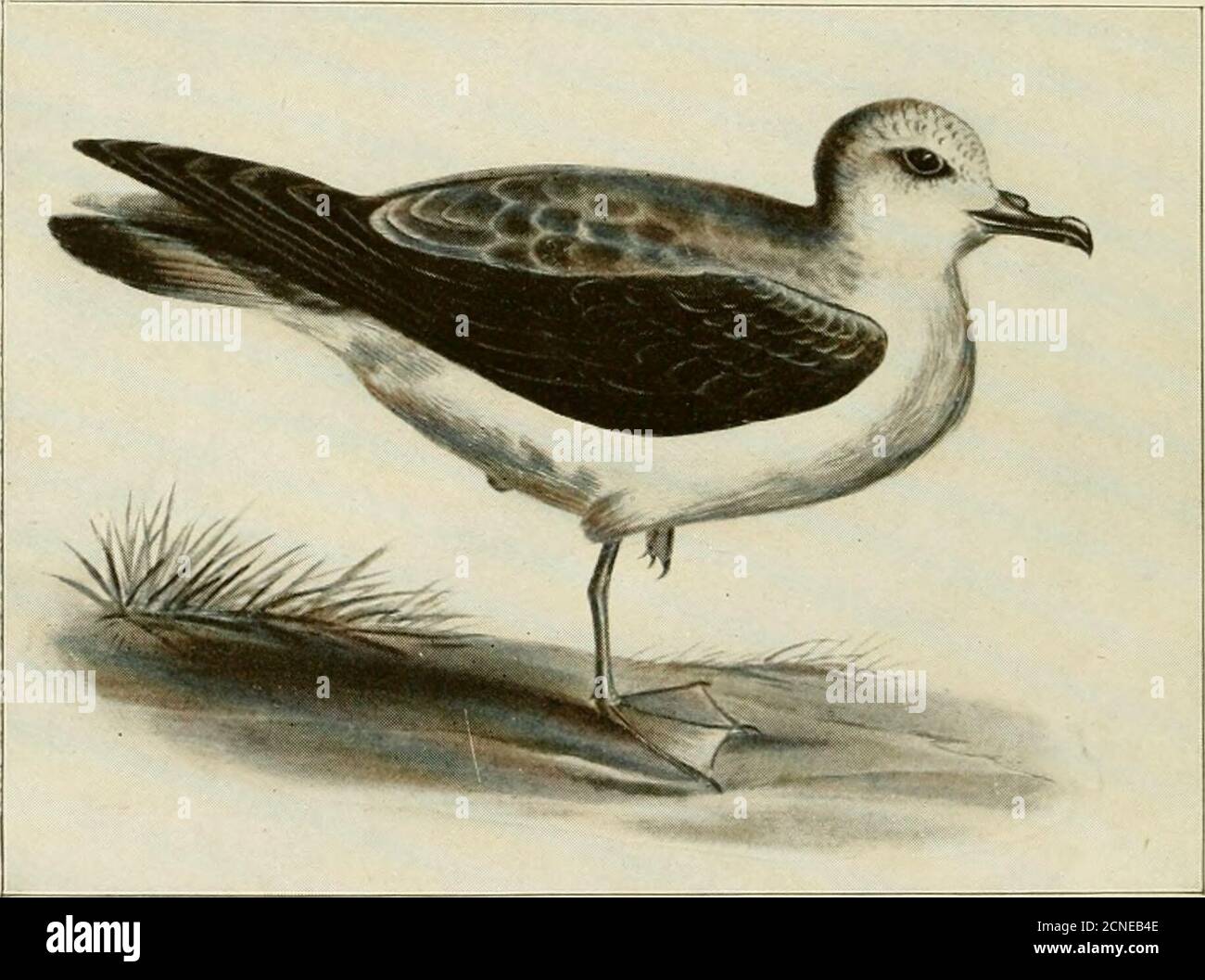 . The animals of New Zealand; an account of the dominion's air ...