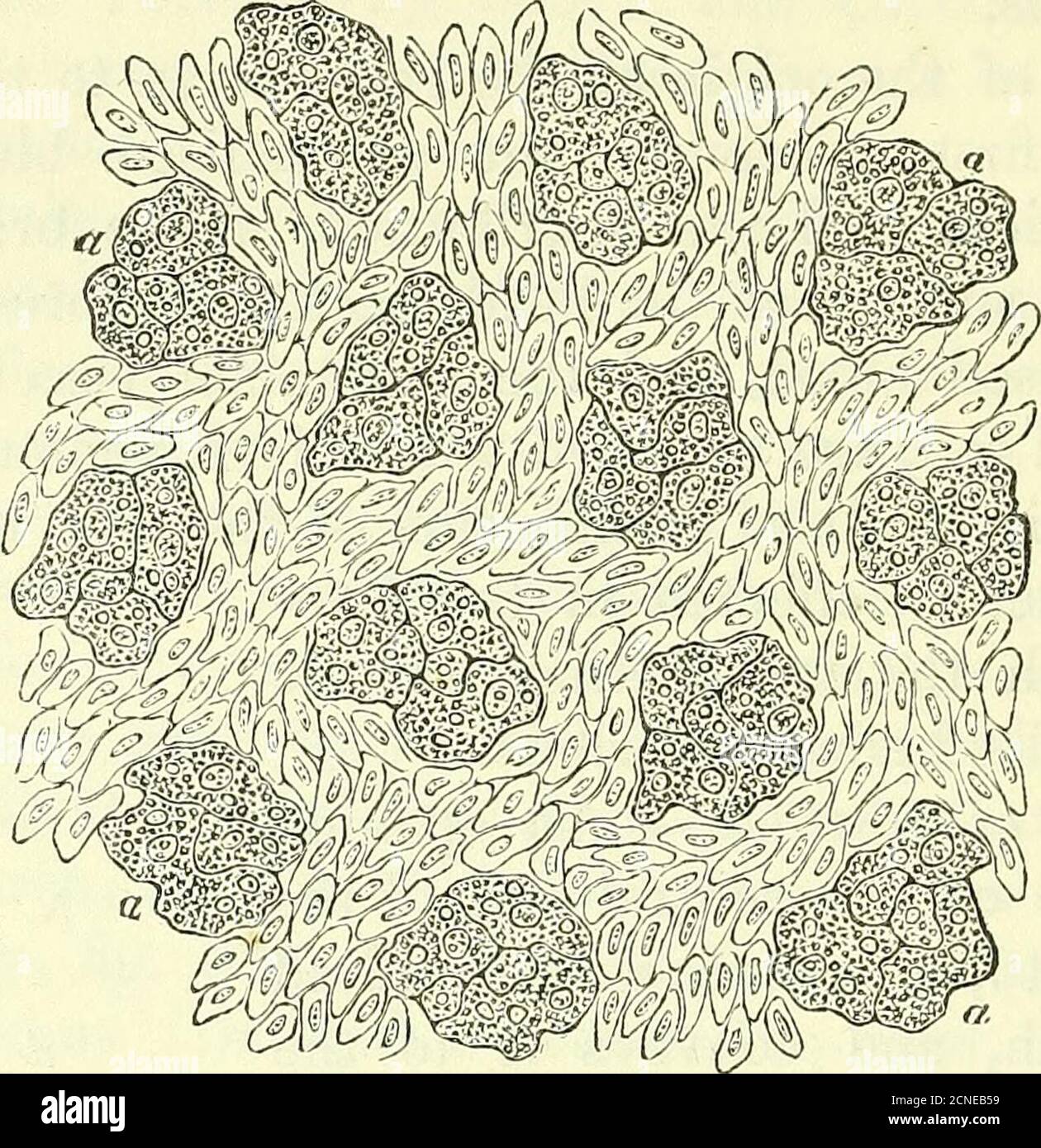 . On the anatomy of vertebrates [electronic resource] . Respiratory ...