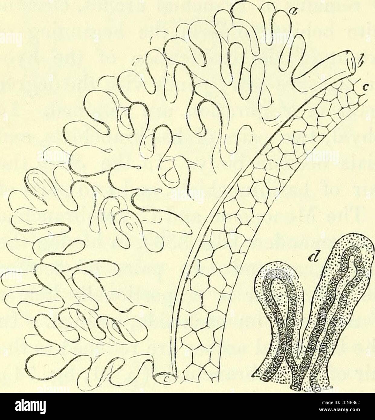 Fourth proteus hi-res stock photography and images - Alamy