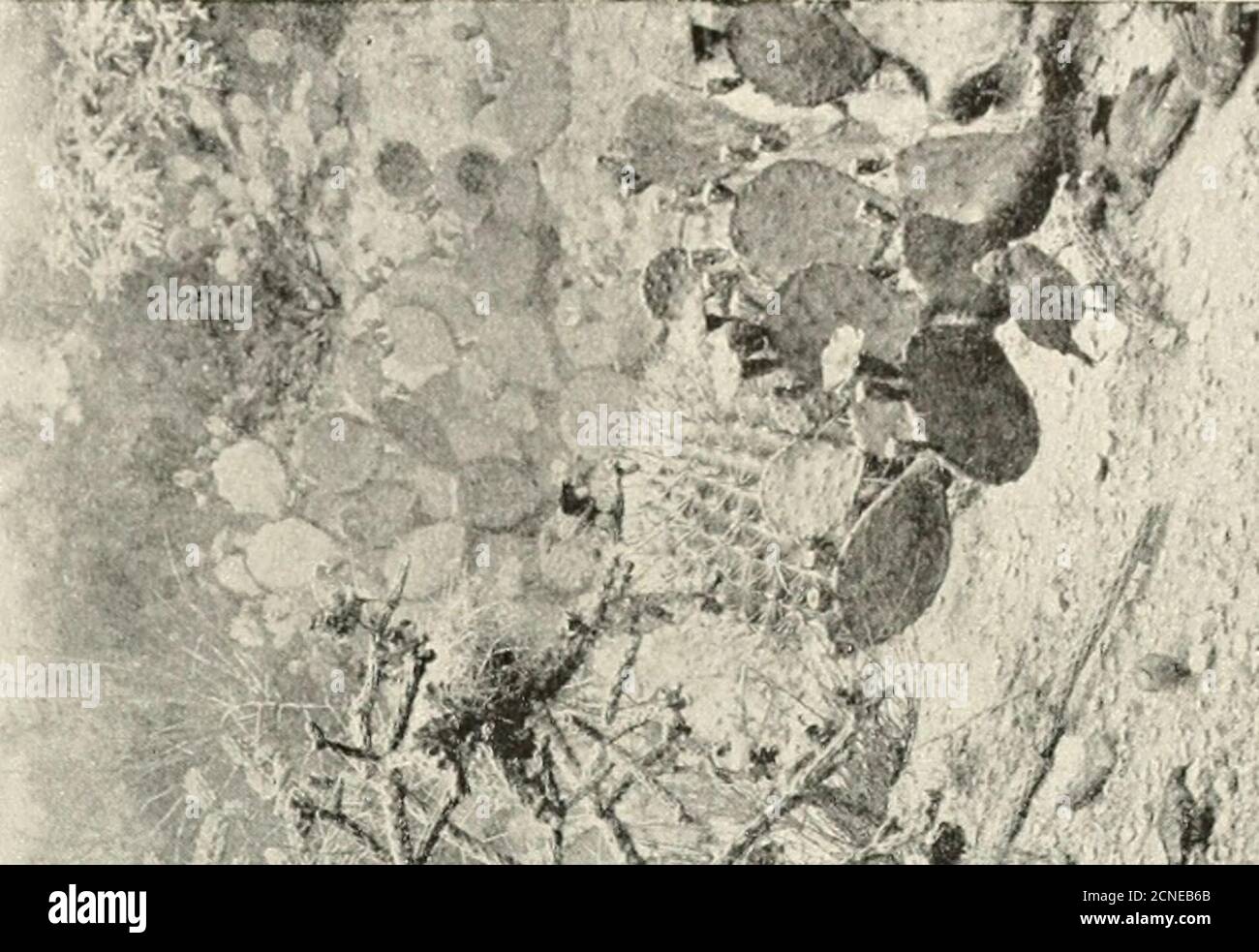 Colonial nesting bird species hi-res stock photography and images - Alamy