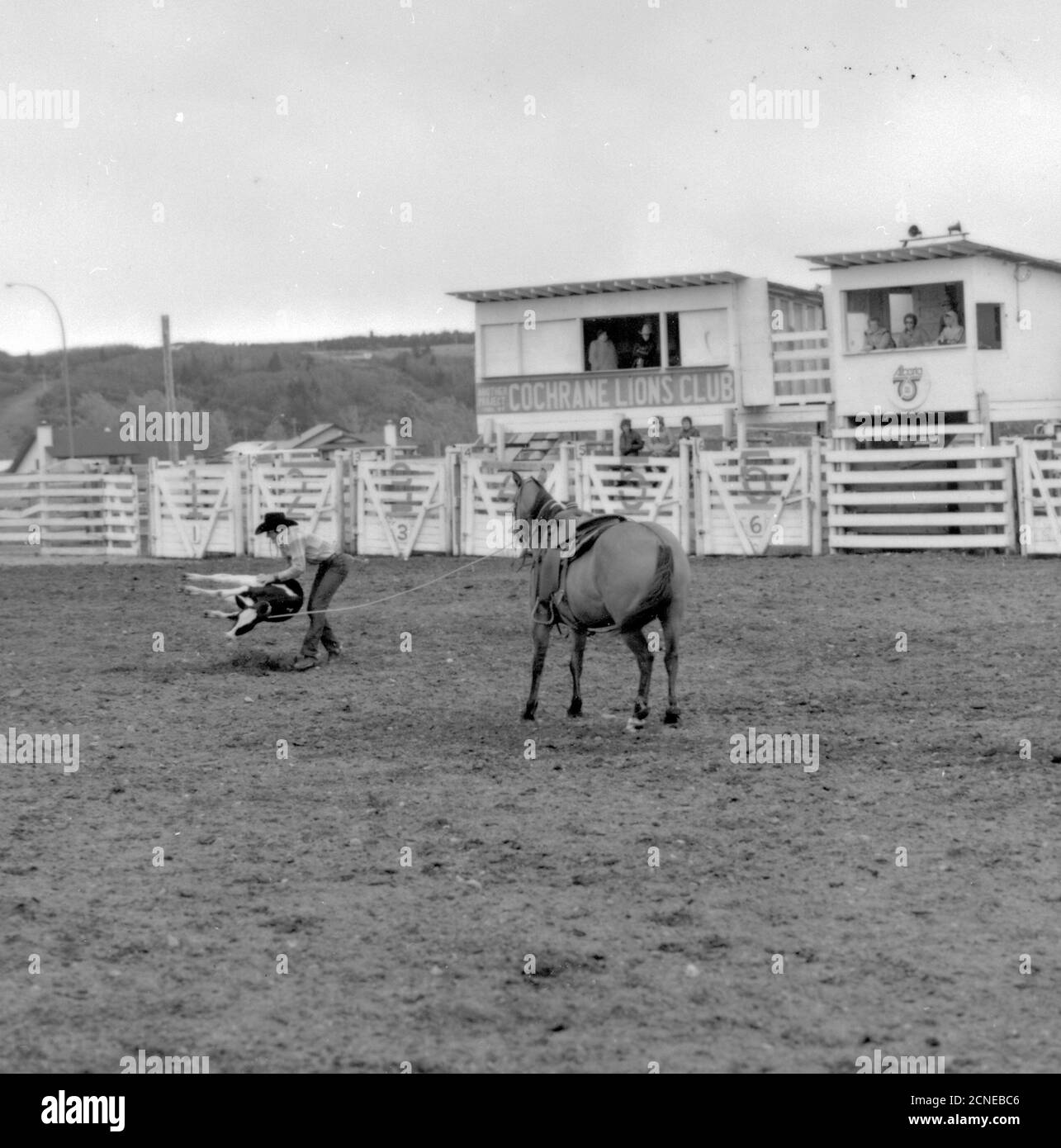 Calf roping history hi-res stock photography and images - Alamy