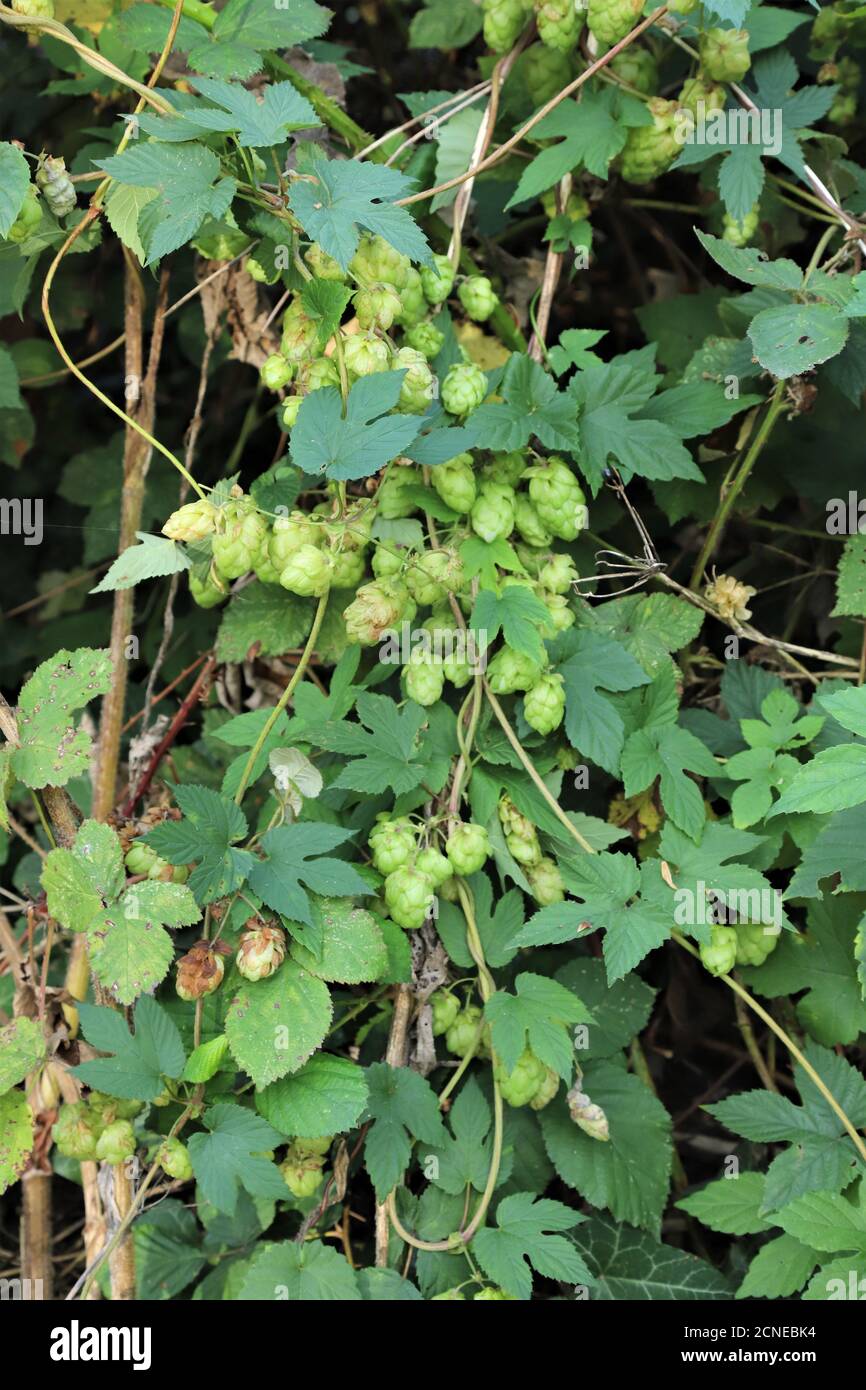 hops growing wild on a bush in summer Stock Photo - Alamy