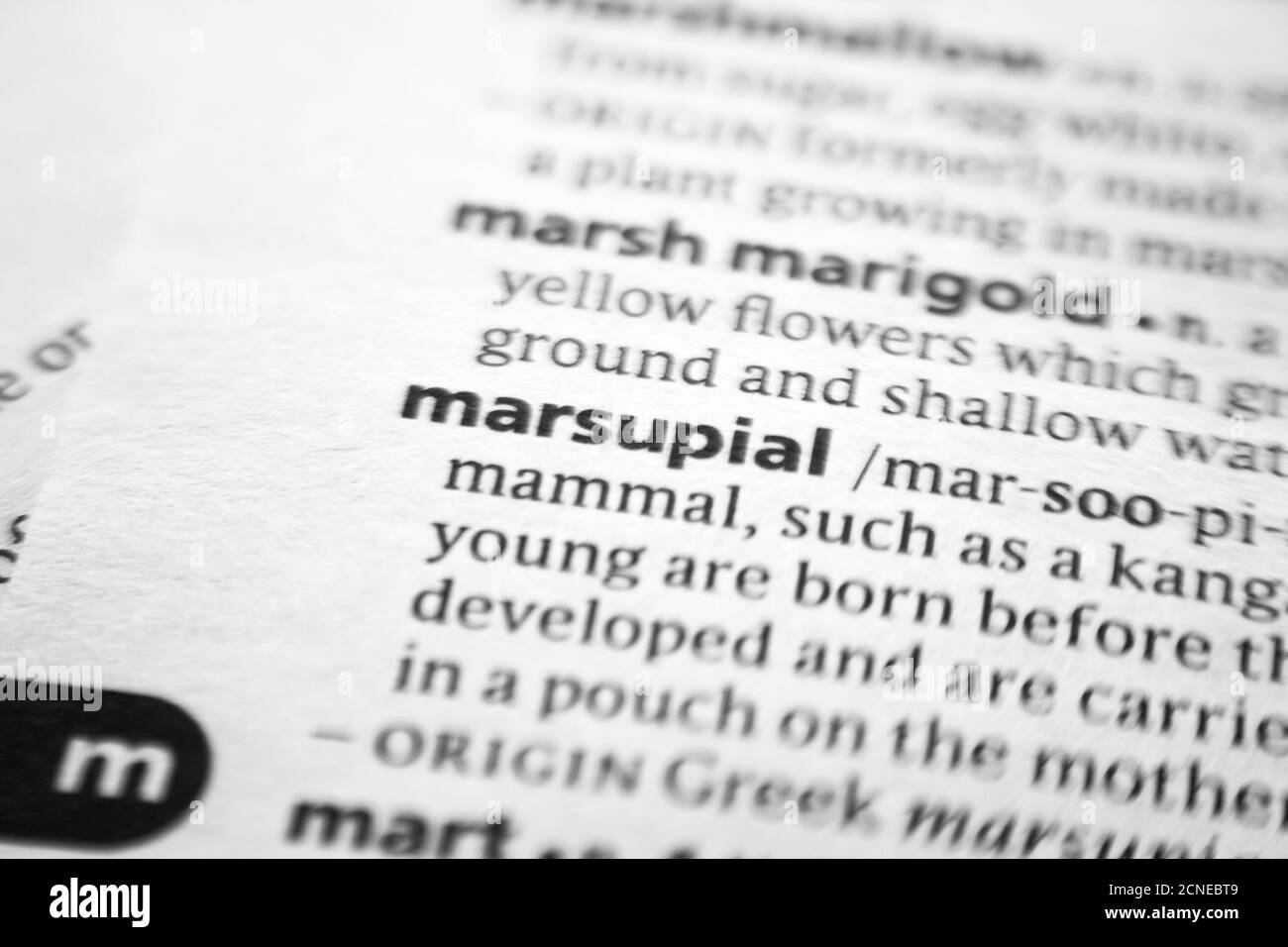 Word or phrase Marsupial in a dictionary Stock Photo - Alamy