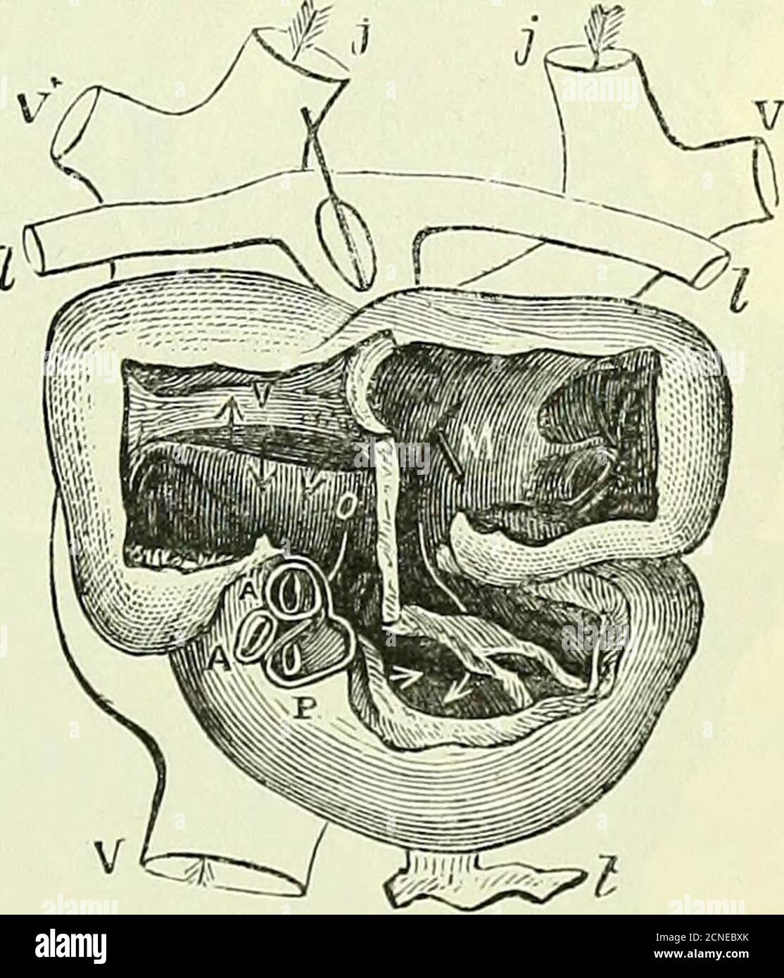 . On the anatomy of vertebrates [electronic resource] . rom the ...