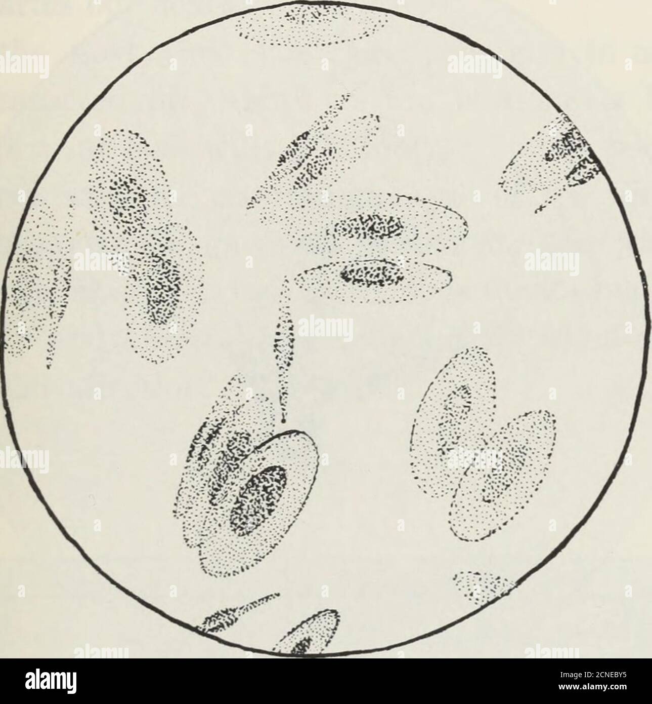 Arteries and veins under the microscope hi-res stock photography and ...