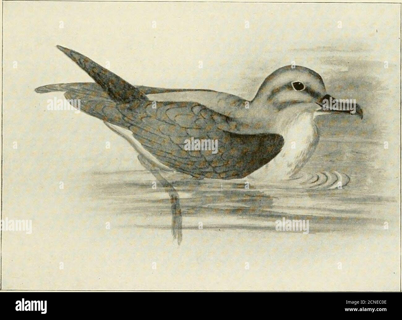 Mutton bird islands hi-res stock photography and images - Alamy