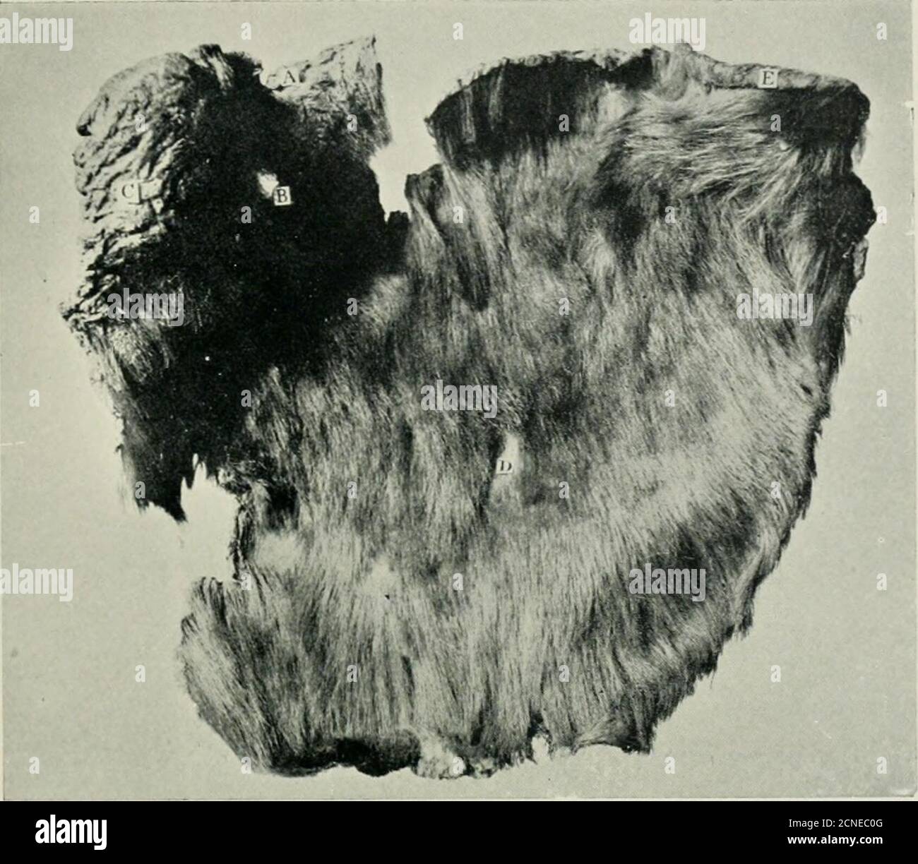 . A guide to the fossil mammals and birds in the Department of geology ...